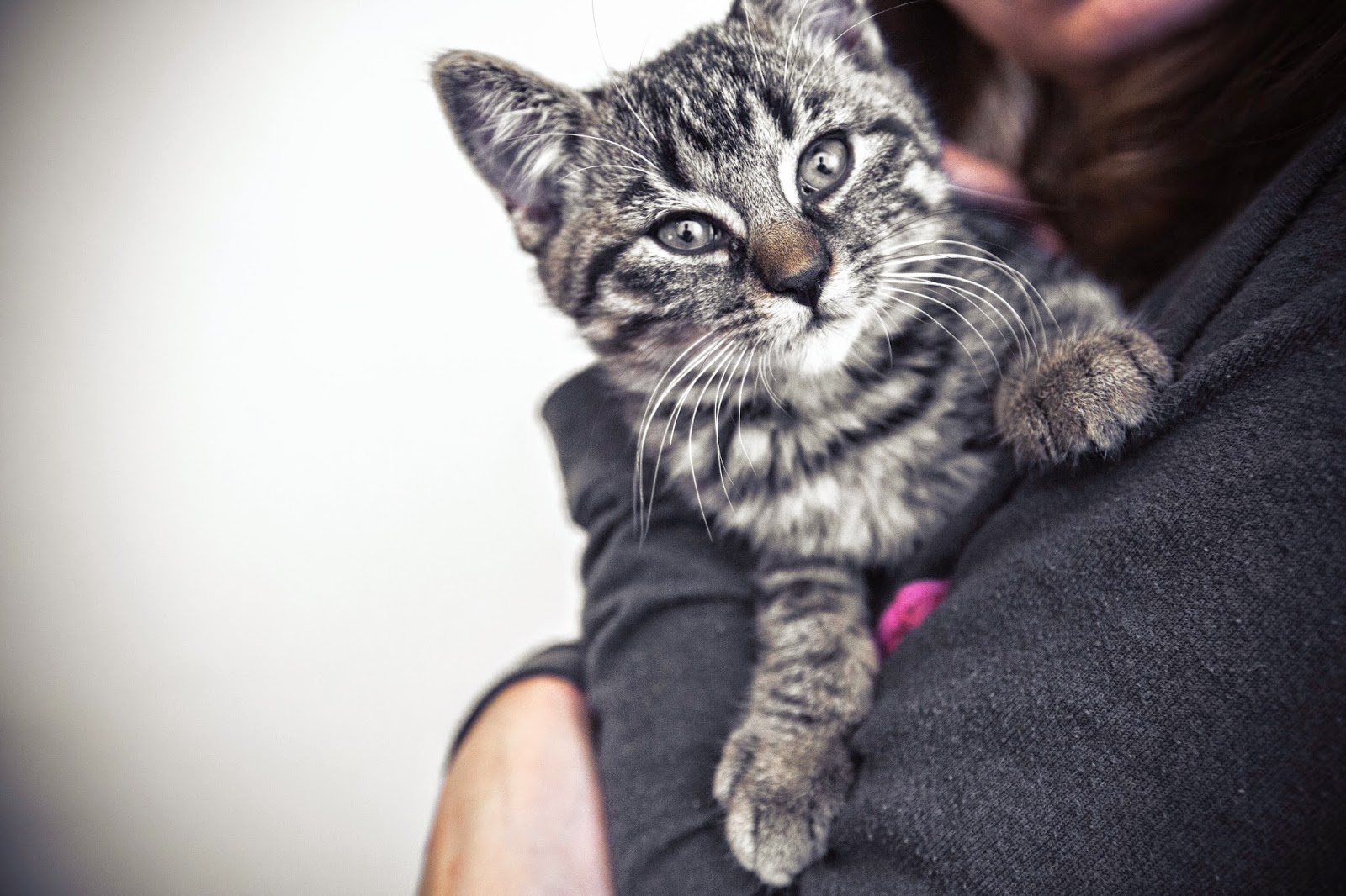 J'ai testé pour vous: adopter un chaton – Cha’Perchée – Blog mode à ...